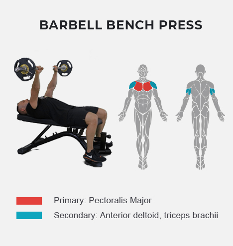 Barbell Bench Press – IFPE Academy