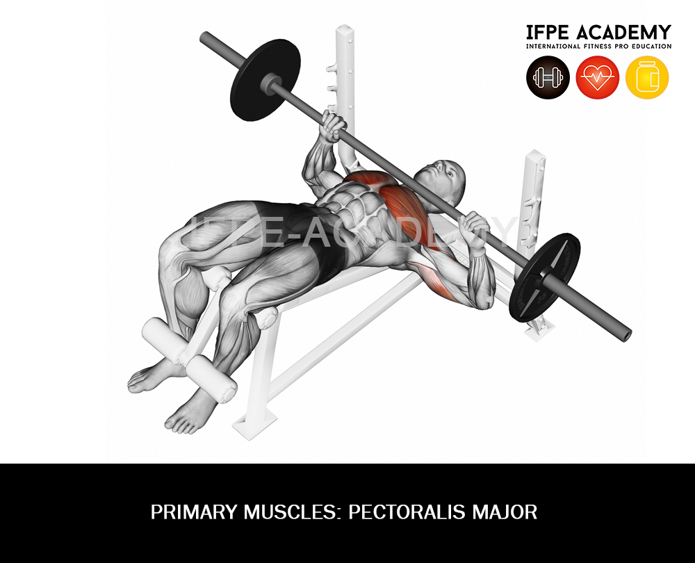 Barbell Bench Press IFPE Academy Barbell Bench Press IFPE Academy