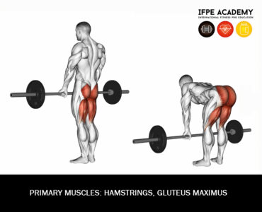 Romanian Deadlift Db Rdl Ifpe Academy