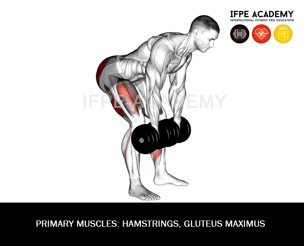 Romanian Deadlift DB (RDL) - IFPE Academy